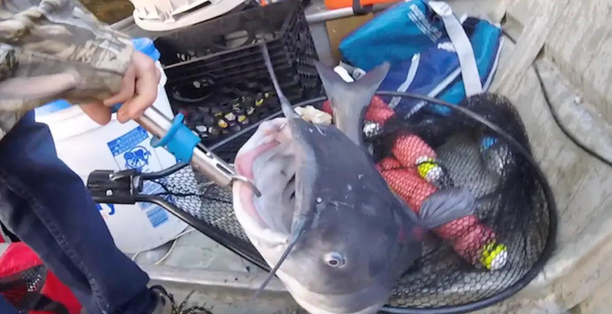 Catfishing FAQs: Do Catfish Have Teeth? - Bassdash